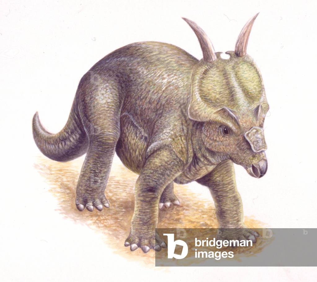 Image of Palaeozoology, Cretaceous period, Dinosaurs, Achelousaurus ...