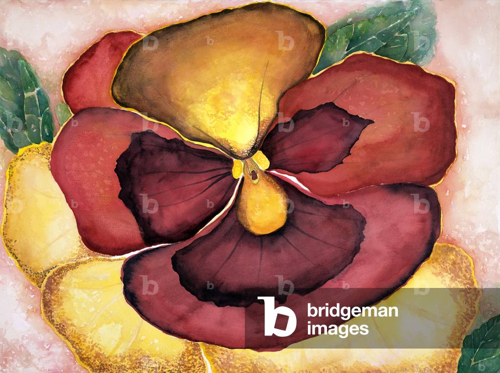 Image of Pansey, 2007 (watercolor) by Alastra, Deborah Eve