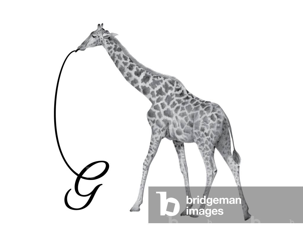 Image of G is for Giraffe, 2018 (graphite pencil & digital) by Hsu, Stacy