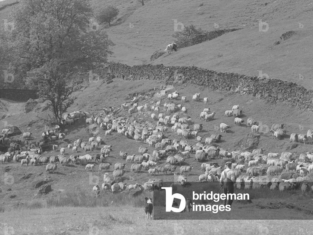 Image of A shepherd out with his sheepdog and a flock of by Hardman ...