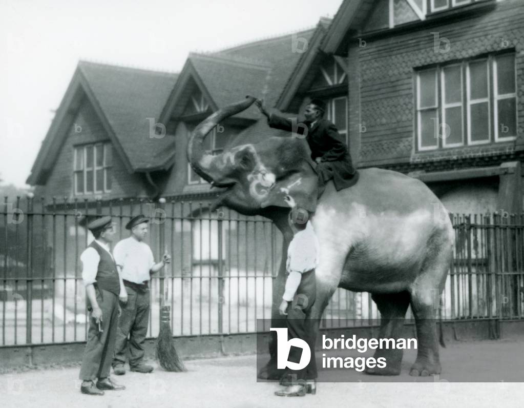Image of A decorated Indian Elephant, with three keepers and trainer ...