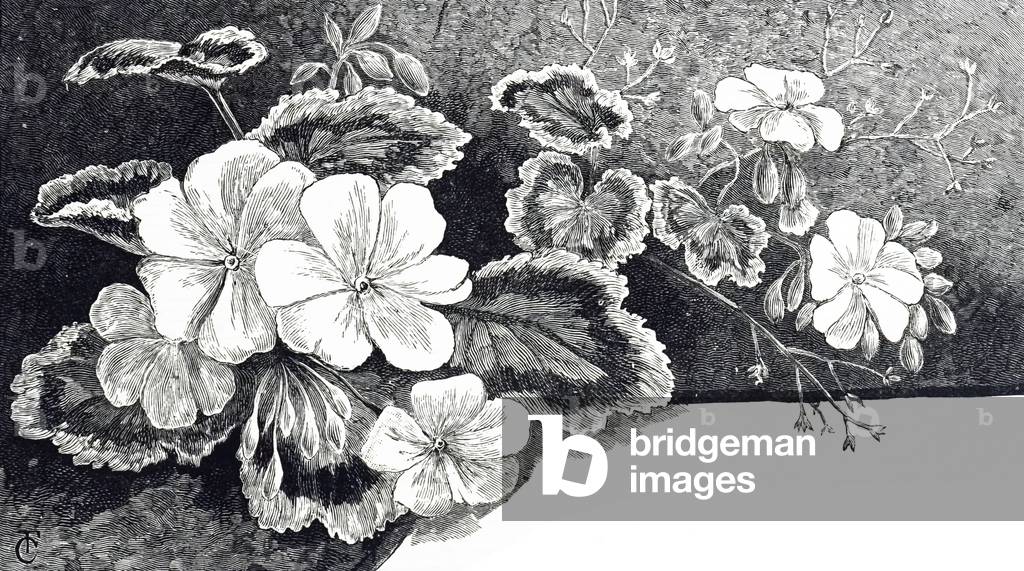 Image of An engraving depicting Cranes-bill also known as Geranium ...