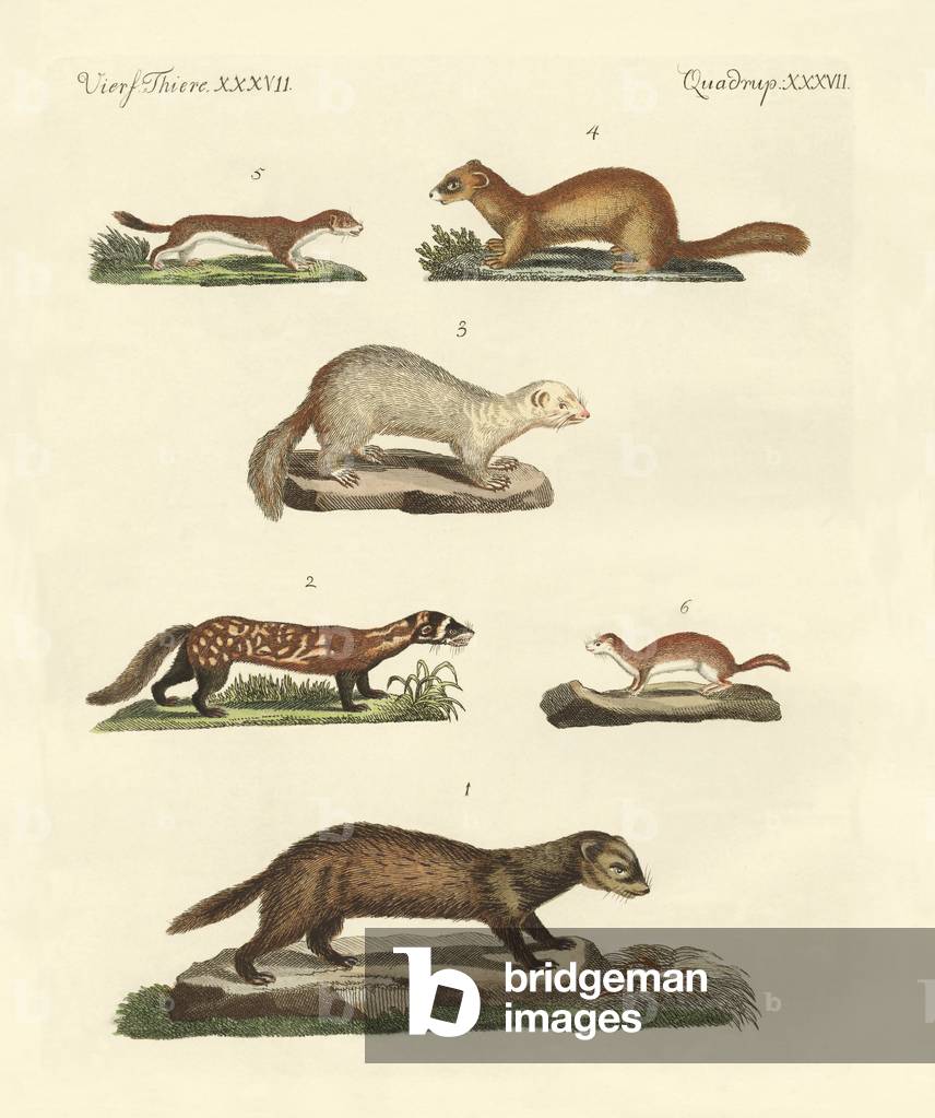 Image of Martens and weasel (coloured engraving) by German School ...
