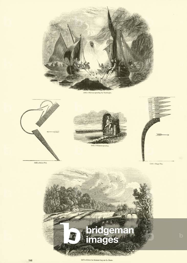 Image of Page from The Pictorial Museum of Animated Nature (engraving ...