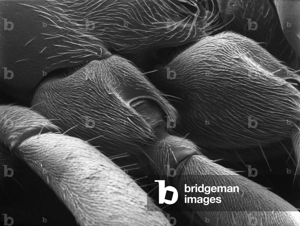 Image of Lasius niger (photo)