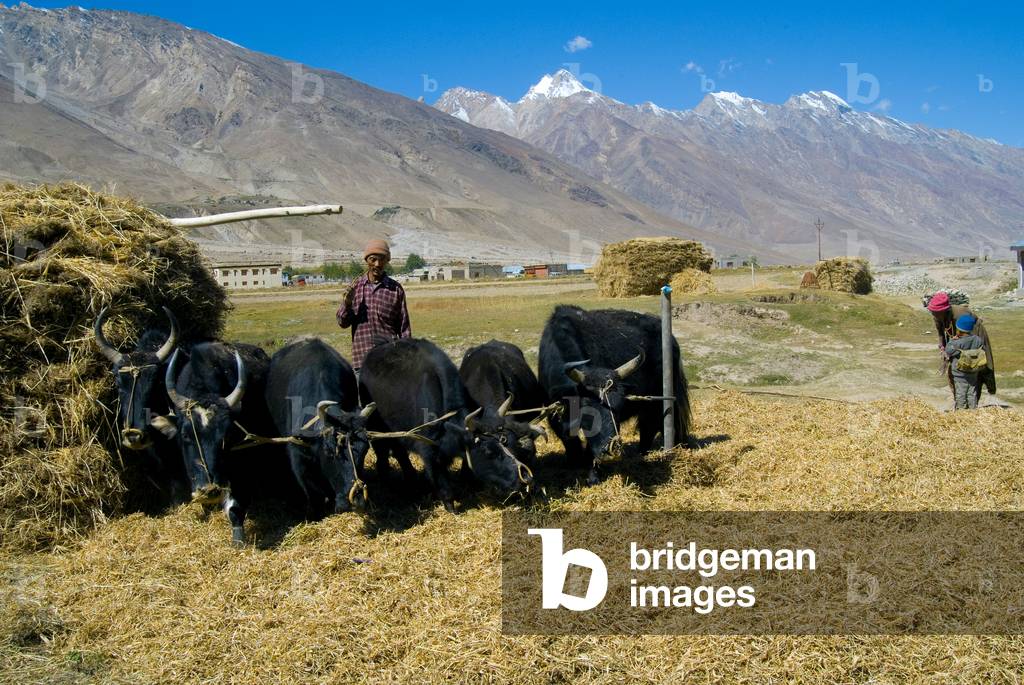 Image of Traditional farming: Zanskari farmer driving team of six dzo ...