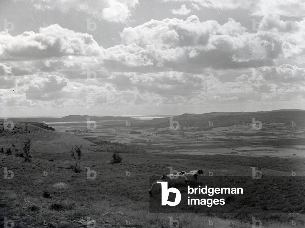 Image of A small flock of horned sheep at Scout Scar, 1930s-60s by ...