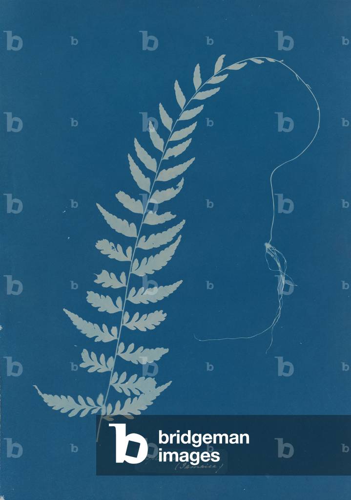 Image of Asplenium radicans (Jamaica), 1845-1855 (cyanotype) by Atkins ...