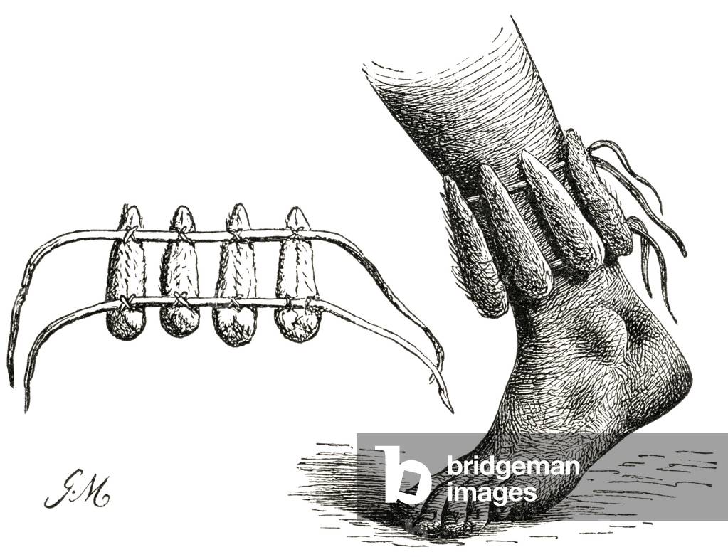 Image of Dancing Rattles on Ankle, Africa, Illustration, 1885
