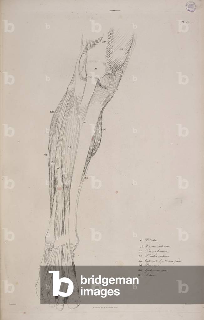 Image of An anatomical drawing of a leg showing the bones and