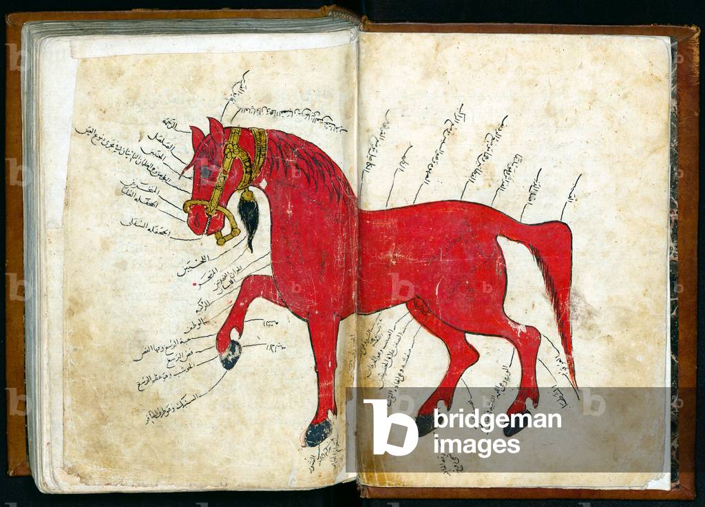 Image of Middle East: Anatomy of a Horse, from 'Kitab al-Furusiyya wal ...