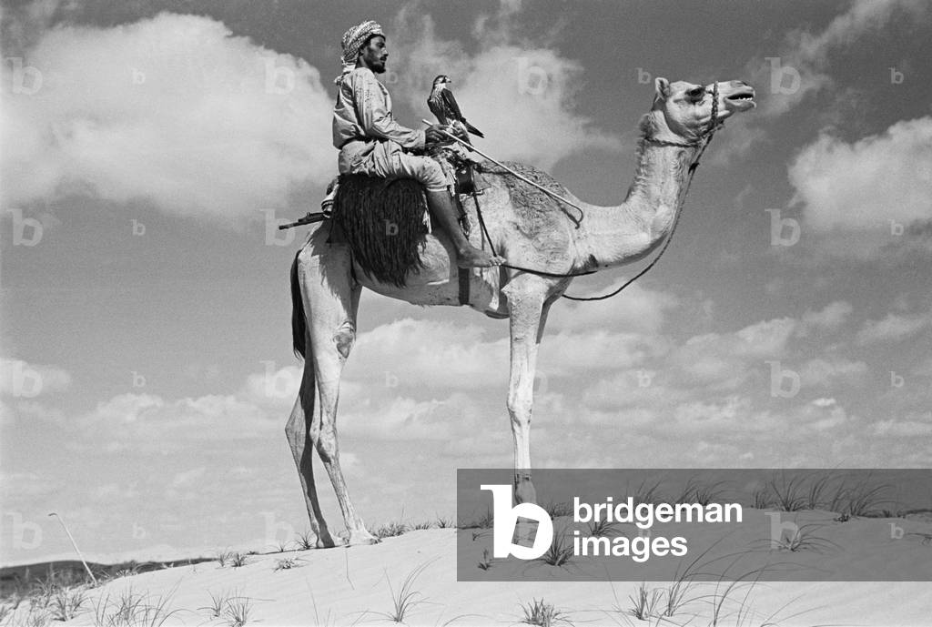 Image of Profile portrait of an Arab falconer, a member of Sheikh by ...