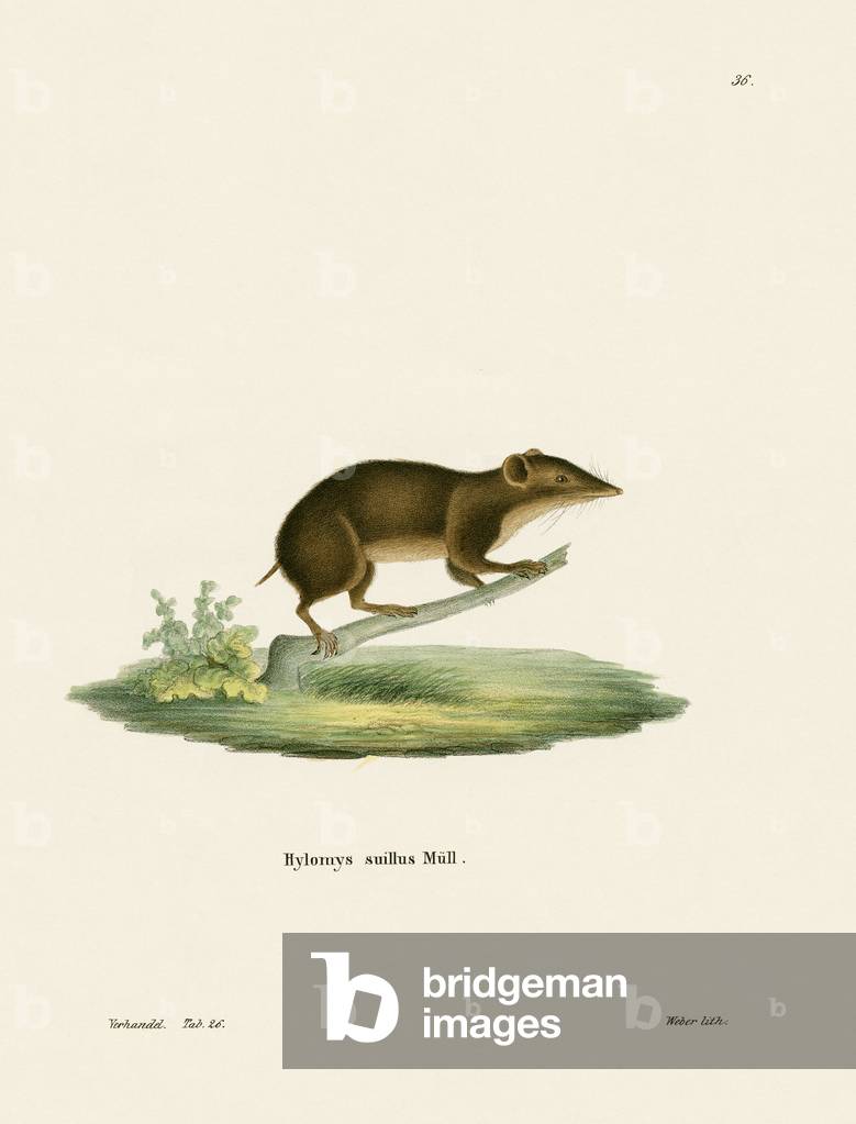 Image of Lesser Gymnure (coloured engraving) by German School, (19th ...