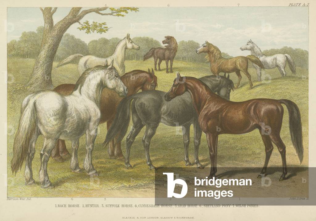Image of Horses and ponies (coloured engraving) by English School ...