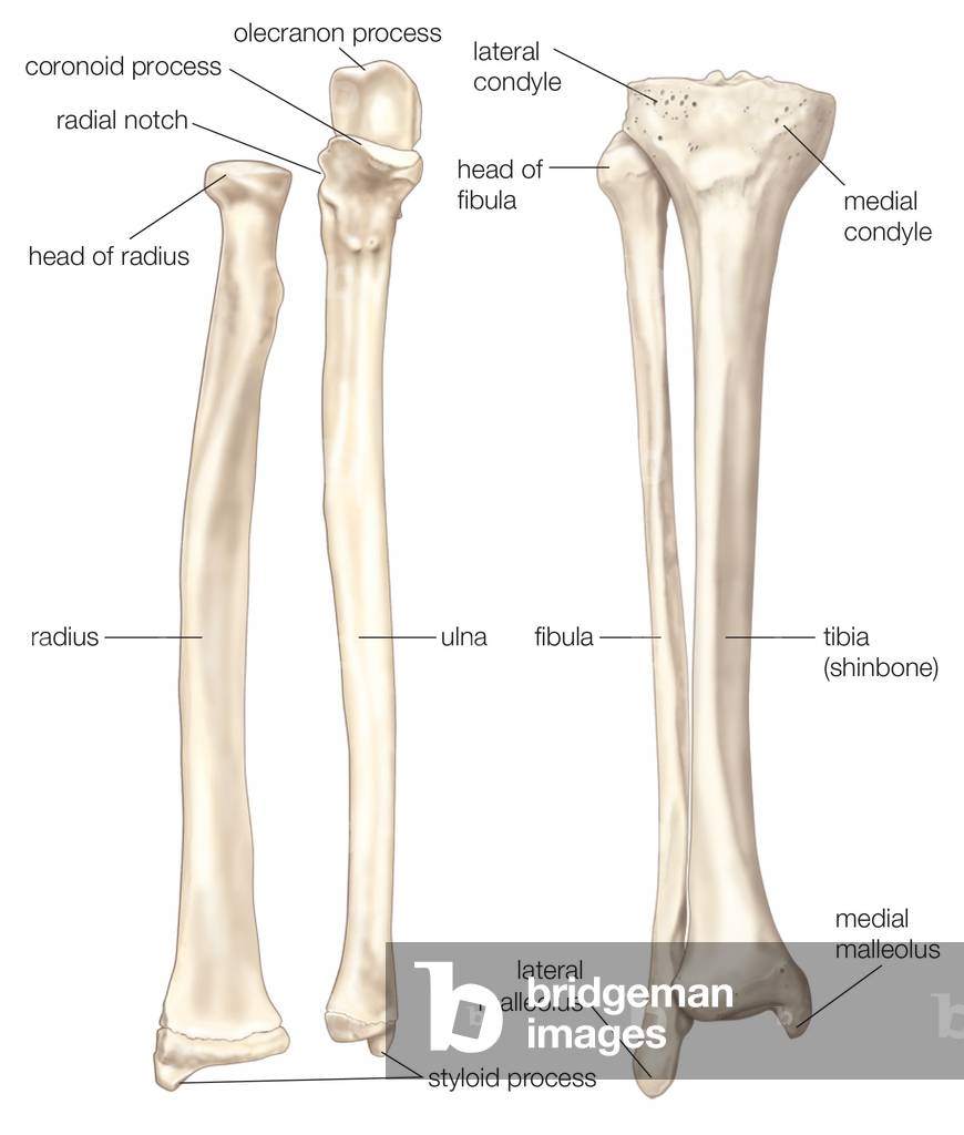 Image Of Bones Of The Forearm And Lower Leg Image Of Bones Of The Forearm And Lower Leg