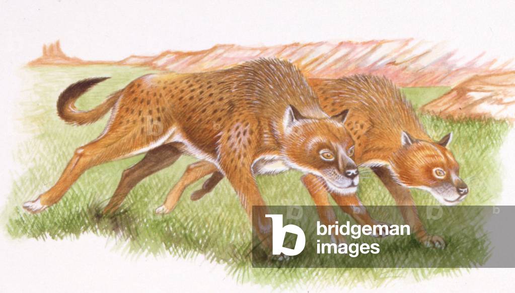 Image of Palaeozoology, Miocene/Pliocene/Pleistocene period, Extinct ...