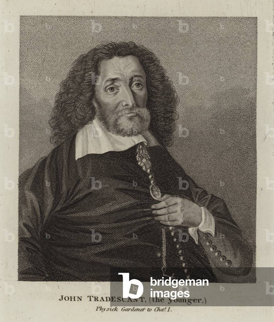 Image of John Tradescant the Younger, English botanist and gardener ...