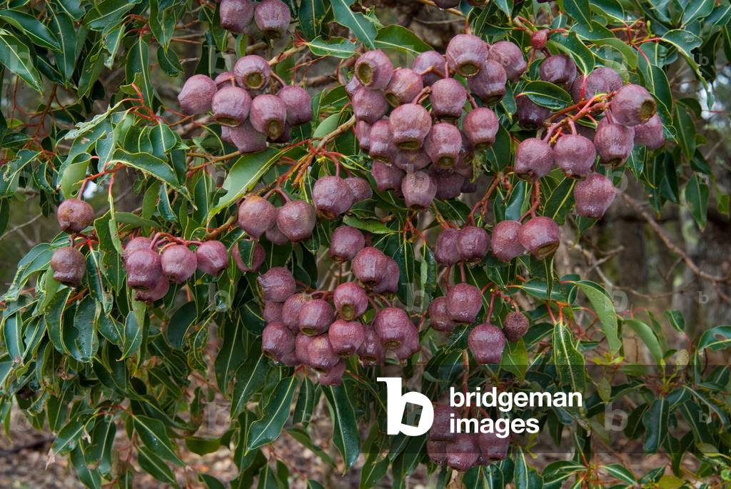 Image of Marri (Eucalyptus calophylla, red gum) nuts, aka. honky nuts ...