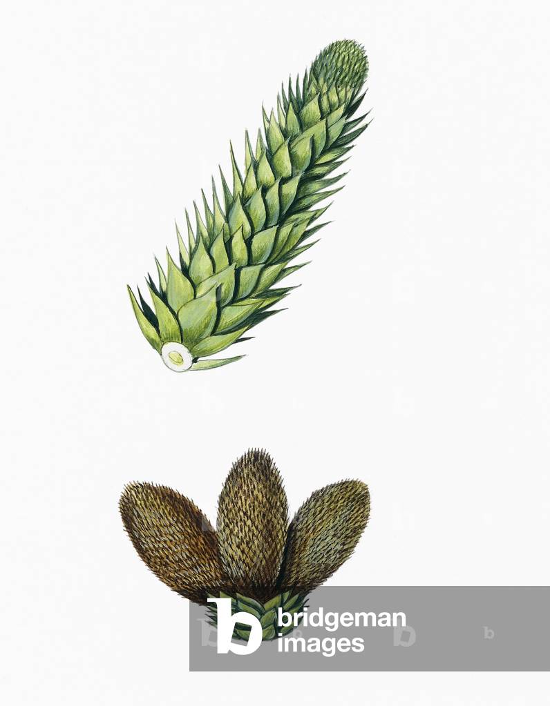 Image of Botany, Trees, Araucariaceae, Monkey-puzzle Tree Araucaria ...