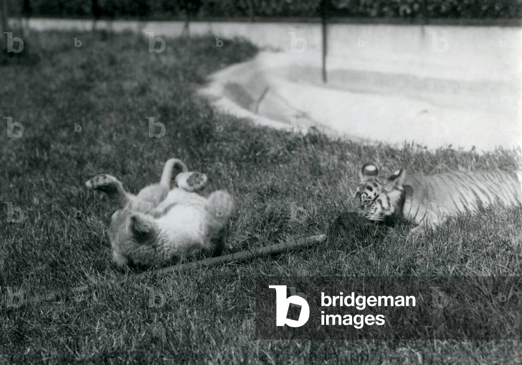 Image of A Lion and Tiger cub play with a mop, on by Bond, Frederick ...