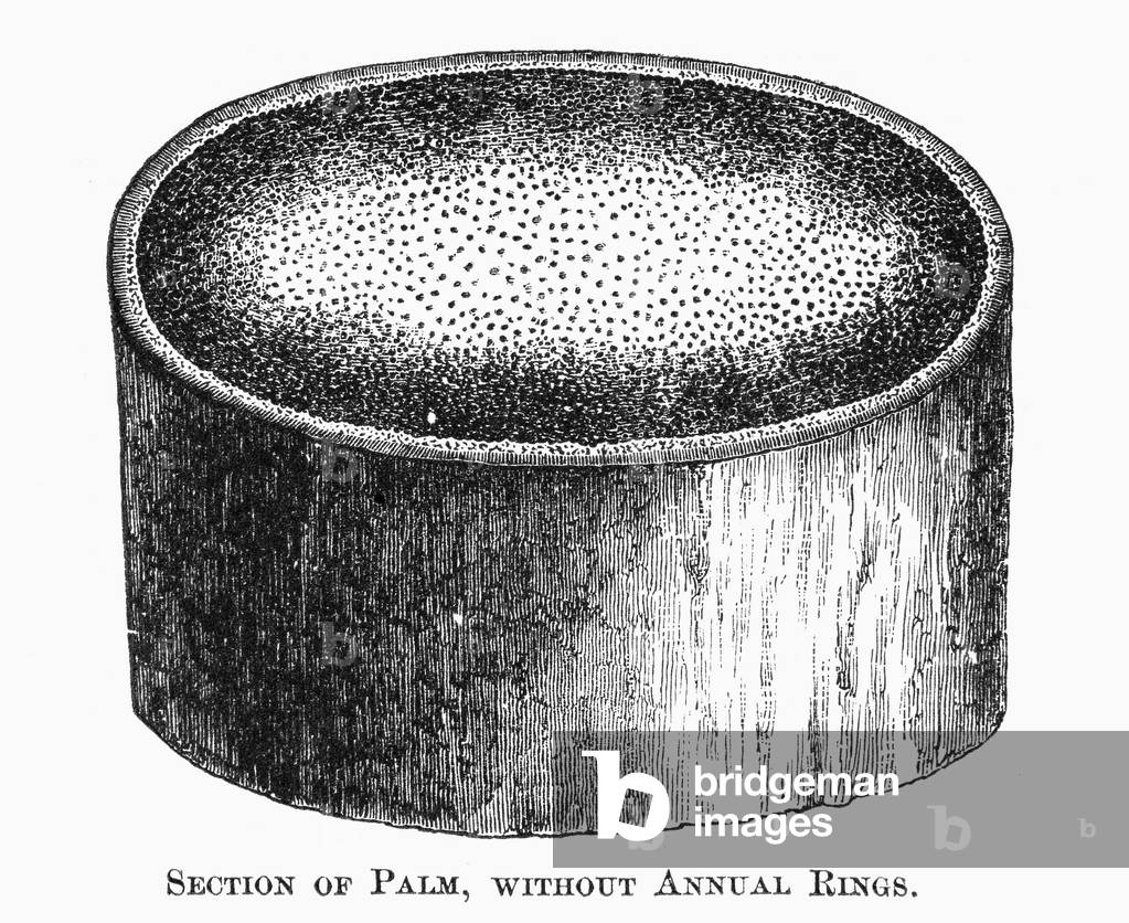 Disegno Del Tronco Della Palma Diversi Tipi Di Palme Percorso Immagine
