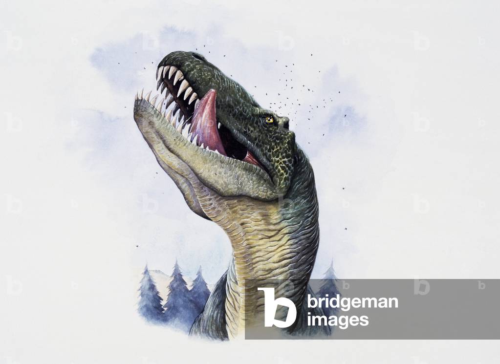 Image of T Rex (Tirannosaurus rex), Tyrannosauridae, Late Cretaceous ...