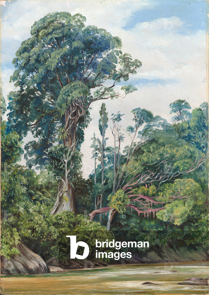 Image of Tree covered with epiphytes, and a palawan tree, Sarawak, 1876 ...