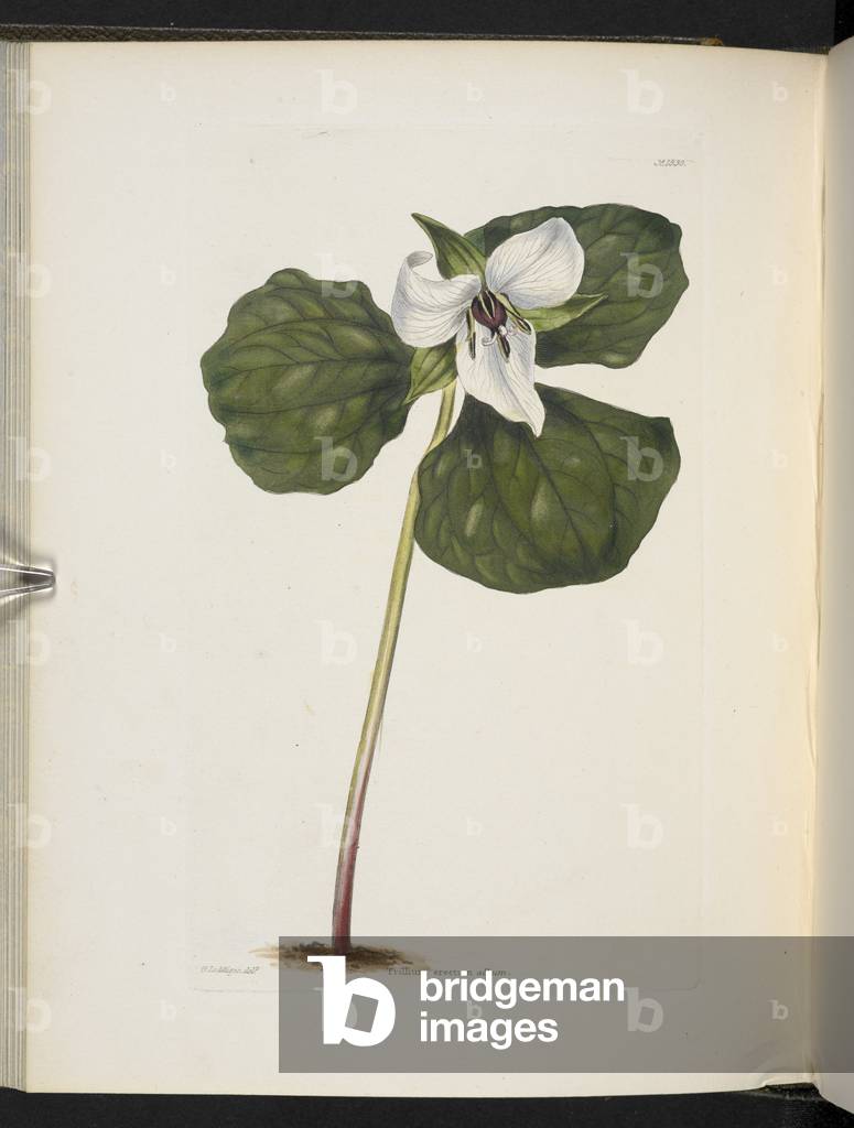 Image of Trillium erectum album.