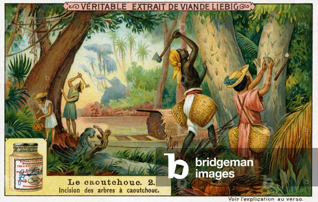 Image of The History of Rubber: Cutting rubber trees, 1900-10 (chromo)
