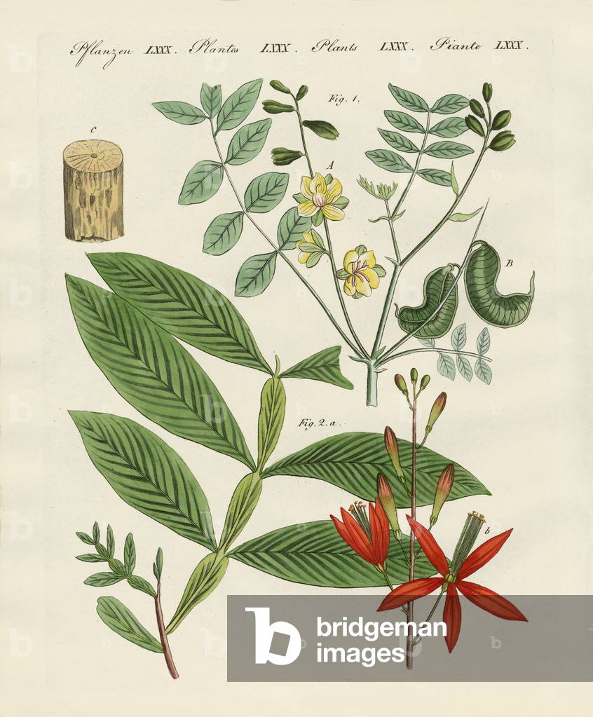 Image of Medical plants (coloured engraving) by German School, (19th ...