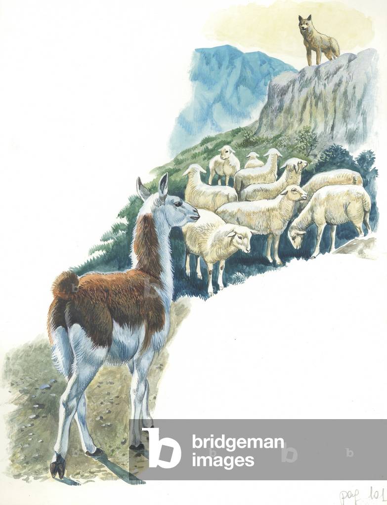 Image of Llama Lama glama guarding flock of sheep, illustration