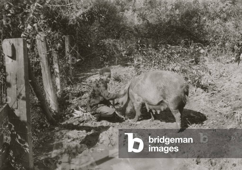 Image of Austin Curtis and his pig project. 1921 (photo)