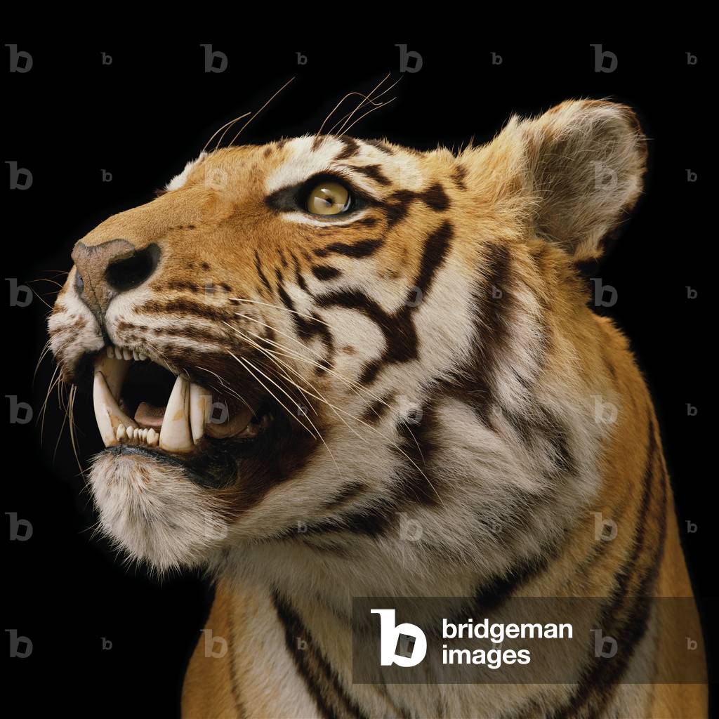 Image of Tiger shot by King George V (photo)