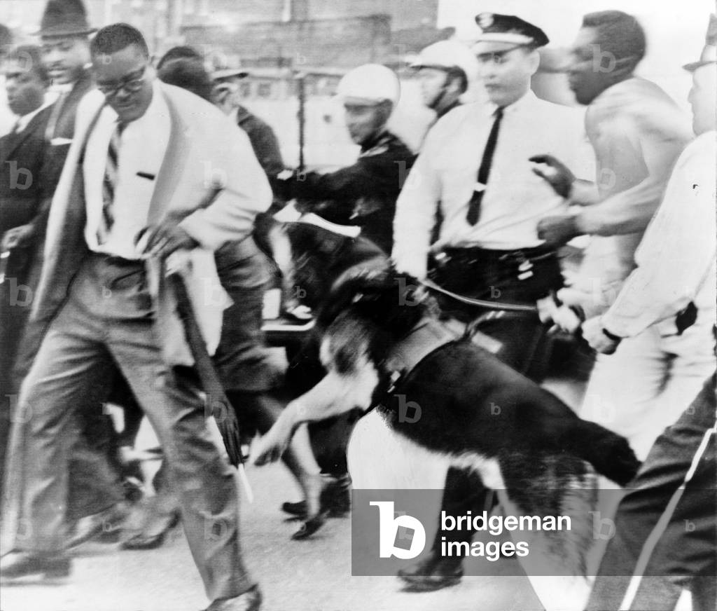Image of Police dog attacking an African American man, outside a Jackson,