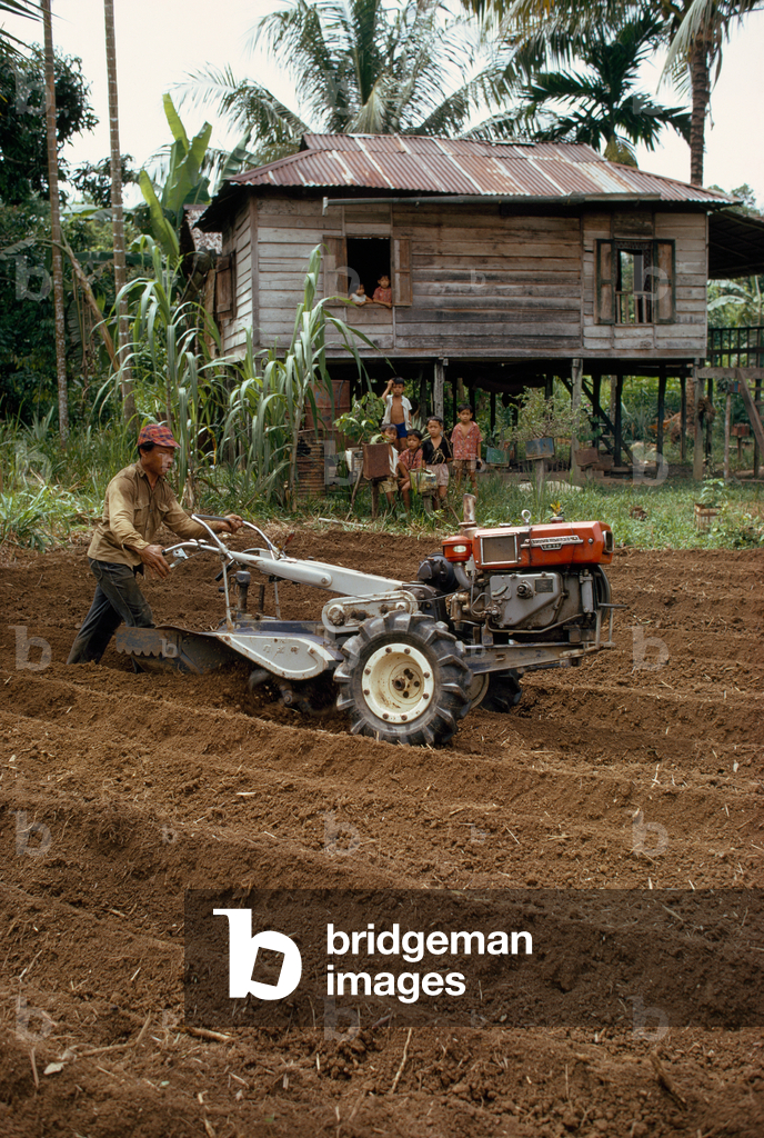 Image of A Kadayan tribesman farms a small plot with a diesel by Conger ...