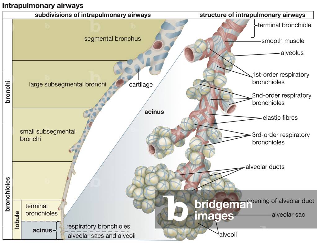 Image of The subdivisions and structure of the human intrapulmonary ...
