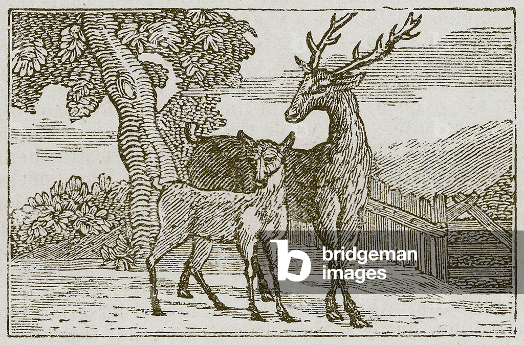 Image of The Stag and the Fawn (engraving) by English School, (19th ...