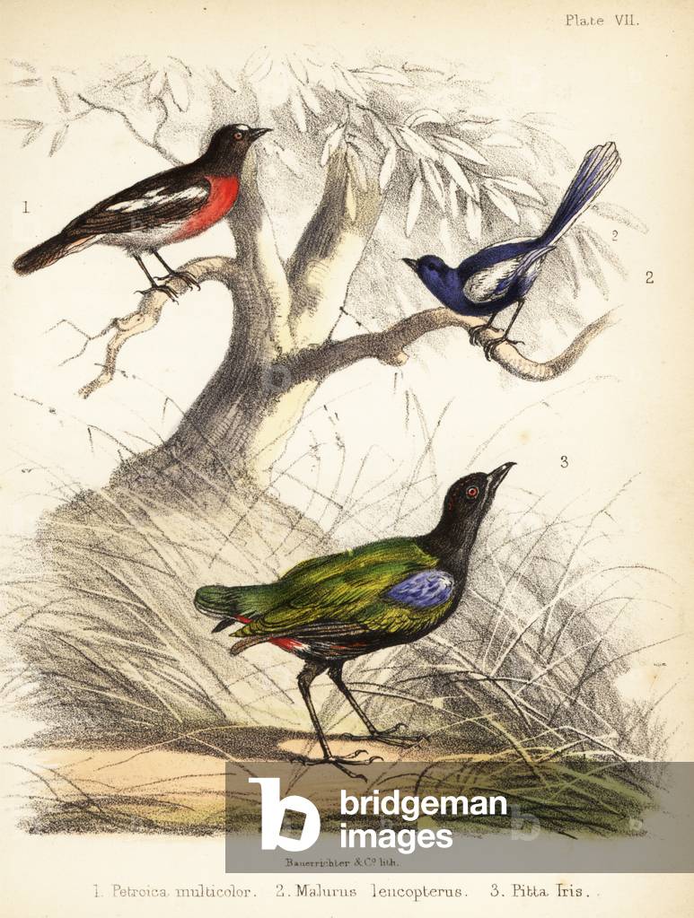 Image of Pacific robin, white-winged fairywren and rainbow pitta. 1855 ...