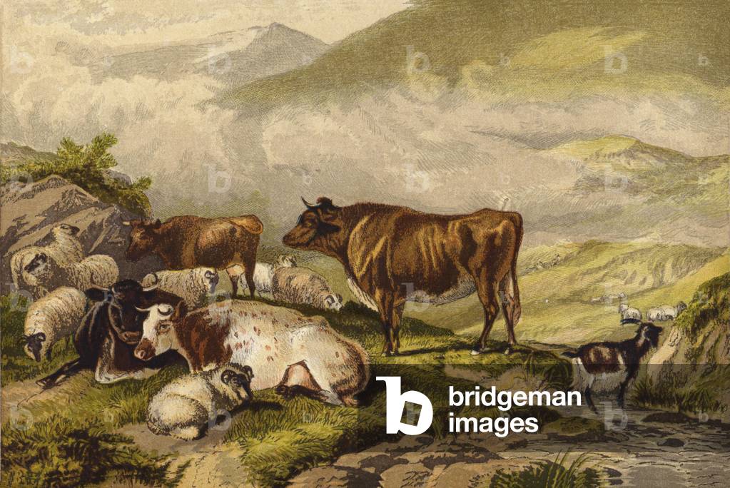 Image of Cattle (colour litho) by Cooper, Thomas Sidney (1803-1902) (after)