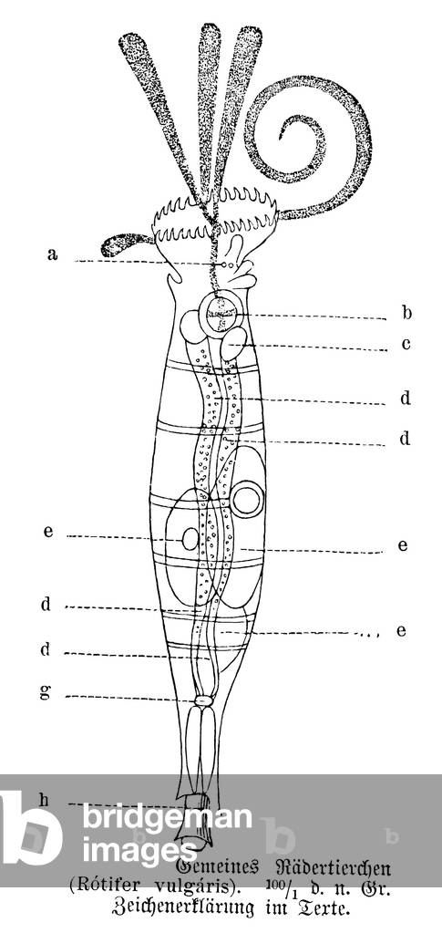 Rotifers Slide